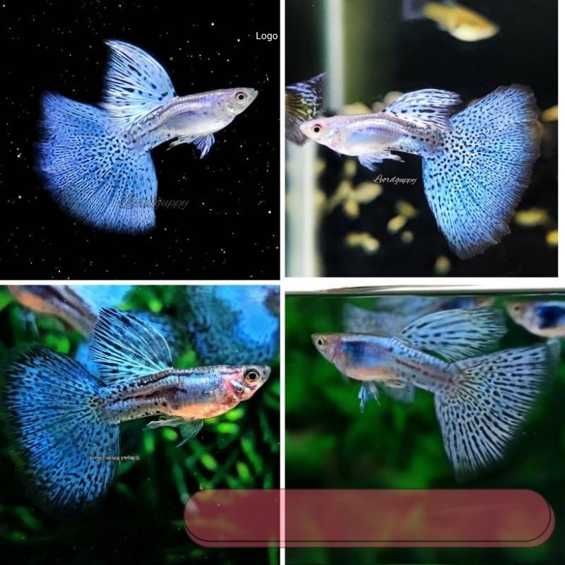 Jual QC pecking Styrofoam Guppy blue grass hiasan akuarium SAUDARA | Shopee Indonesia