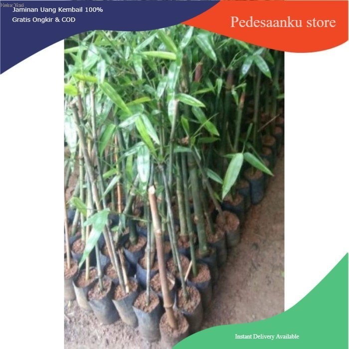 Jual Tanaman hias stek bambu petung kualitas unggul | Shopee Indonesia