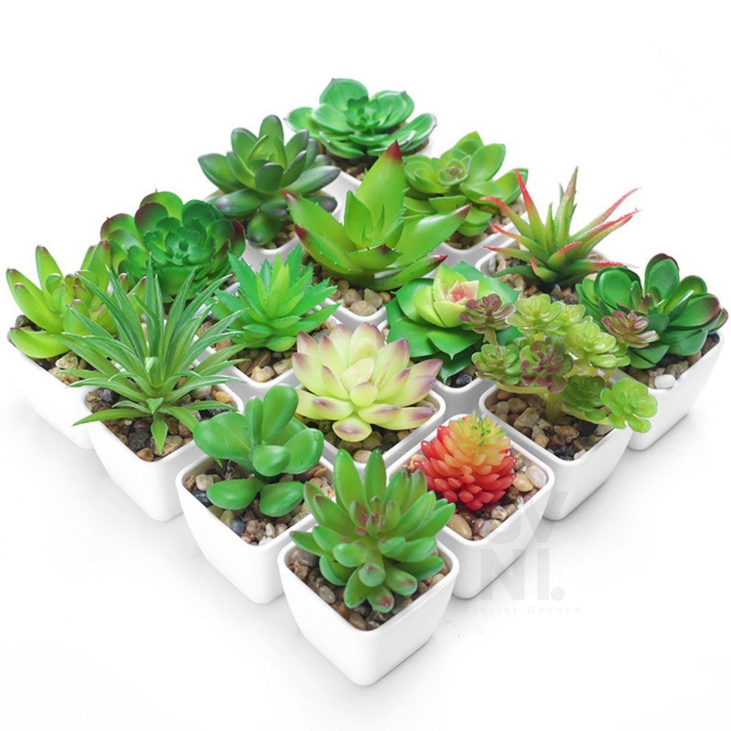 Jual BUNGA KAKTUS SUKULEN MINI BERWARNA TANAMAN KAKTUS PALSU IMITASI ...