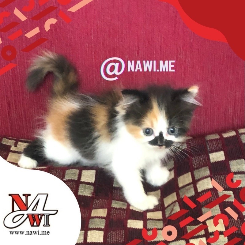 Jual NAWIME CAT | Anak kucing British mix Calico Norwegian Forest Cat Persia | Shopee Indonesia