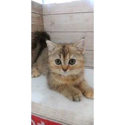 Jual KUCING KITTEN BSH GOLDEN || BRITISH SHORT HAIR NON PED | Shopee ...