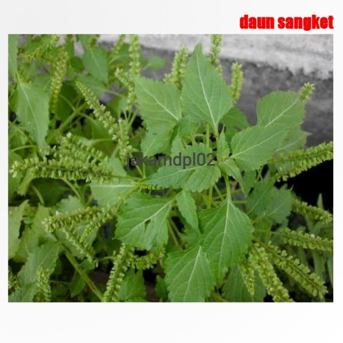 Jual Daun Sangket 1 Kg Godong Sanket Tanaman Herbal Pure Organik Nusantara | Shopee Indonesia