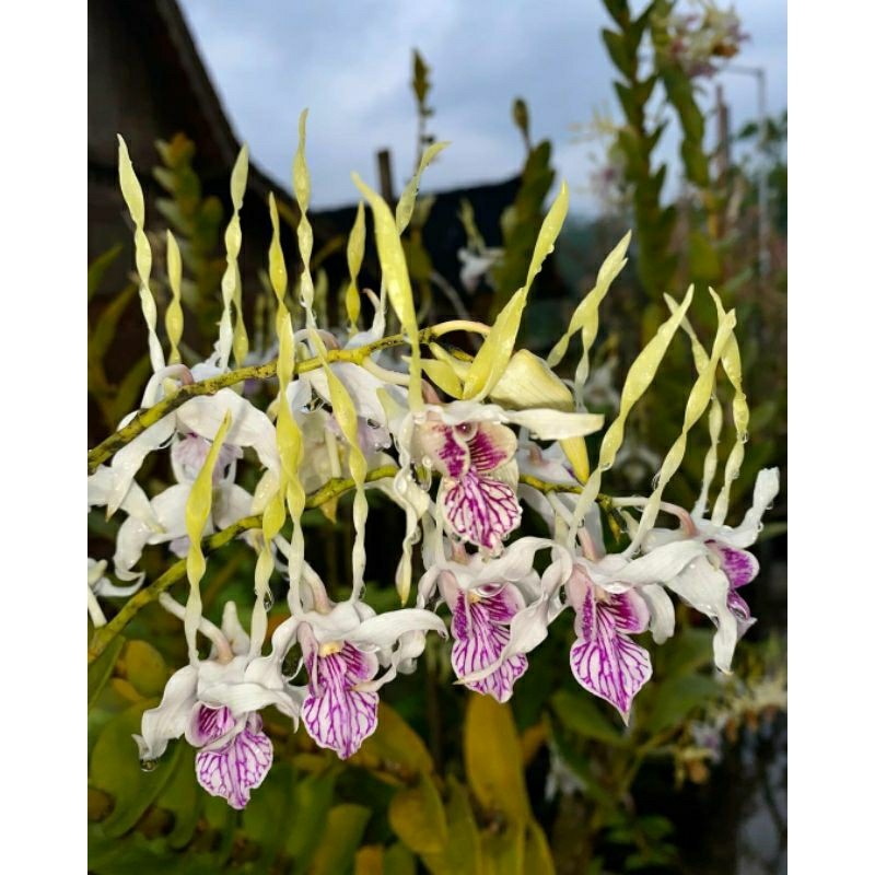 Jual Anggrek Dendrobium Stratiotes | Shopee Indonesia