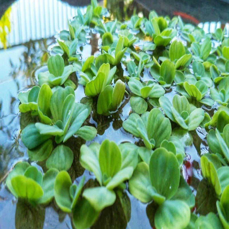 Jual Tanaman Air Apung Kayu Apu Aquascape | Shopee Indonesia