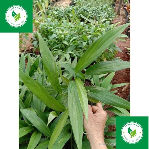 Jual ~ ( BISA COD ) Tanaman Hias Hidup Dracena Pedang Pedangan / Bunga ...