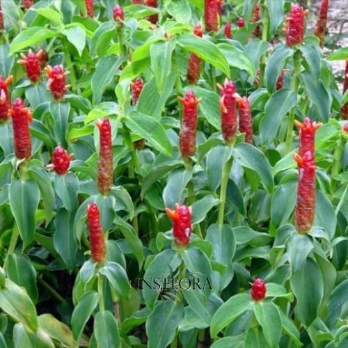 Jual TAMAN KALISUREN - tanaman hias pancing pentul bunga merah ...