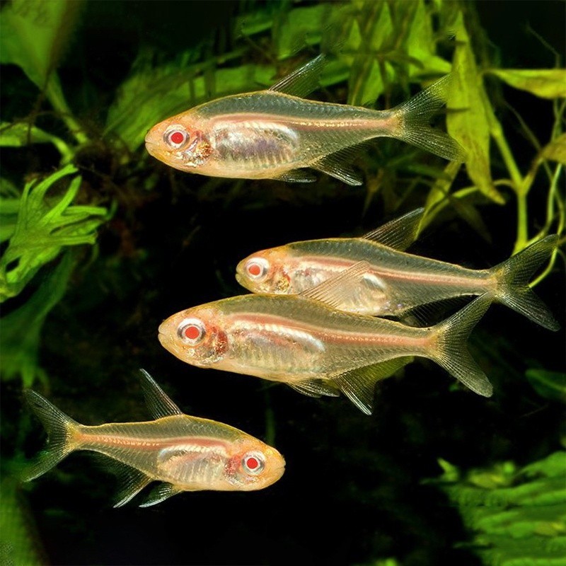 Jual Fire Neon Albino Glowlight Tetra / Neon Api / Ikan Hias Air Tawar ...
