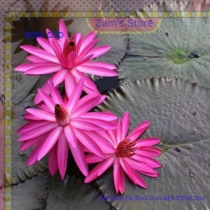 Jual Ready Teratai rubra merah bunga besar daun merah/ Tanaman hias ...