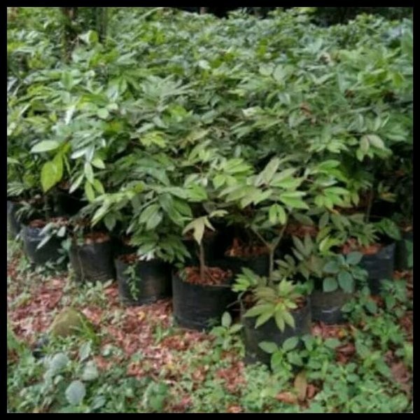 Jual Bibit tanaman buah Lobi Lobi Hitam - Tanaman buah langka | Shopee ...