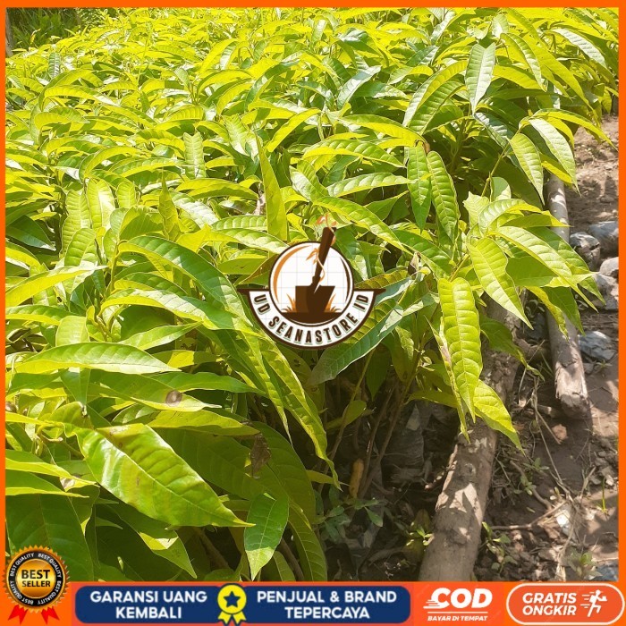 Jual Bibit Srikaya Mulwo/ Buah Nona Langka Tinggi 40cm Bibit Tanaman ...