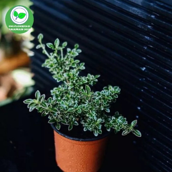 Jual >Tanaman Hias Mirten Varigata Pohon Seribu Bintang Myrten ...