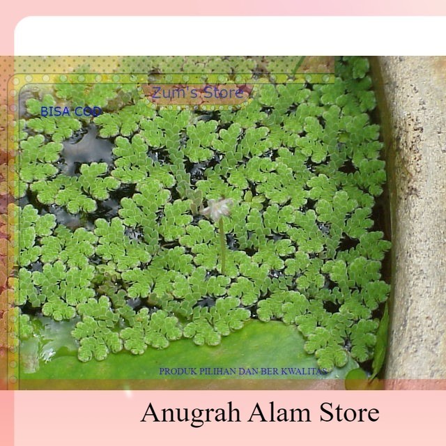 Jual terlaris Azolla/ Bibit Azolla / Tanaman Air Azola pakan ikan ...
