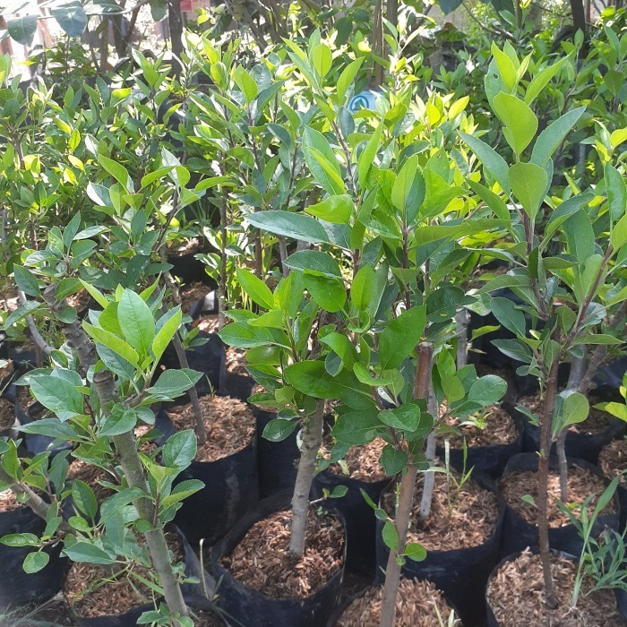 Jual BIBIT APEL FUJI CANGKOK BATANG BESAR COCOK DI POT | Shopee Indonesia