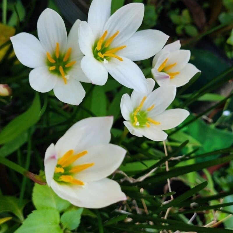 Jual Tanaman Hias Bunga Rain Lily / Zephyranthes Putih | Bunga Kecil ...
