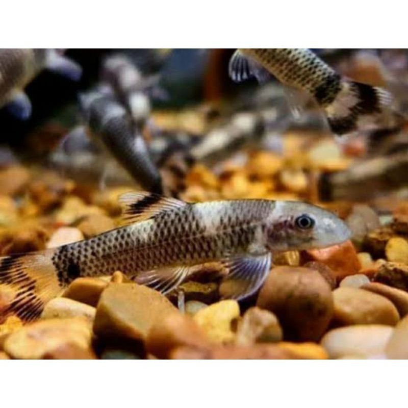 Jual IKAN TERAPI GARRA RUFA TERMURAH 4cm 10 ekor COCOK UNTUK PERAWATAN ...