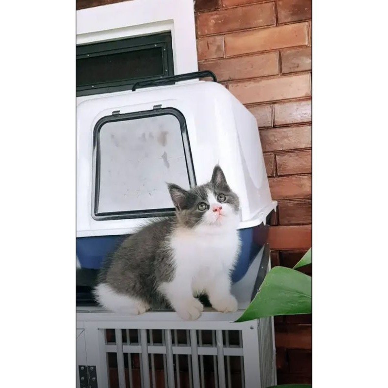 Jual KUCING KITTEN BSH BICOLOUR BLUE DAN CALICO | Shopee Indonesia