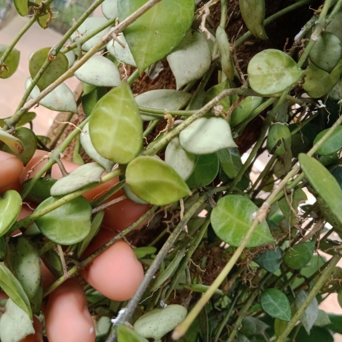 Jual Belanja disini New daun bunga rambat kecil | Shopee Indonesia