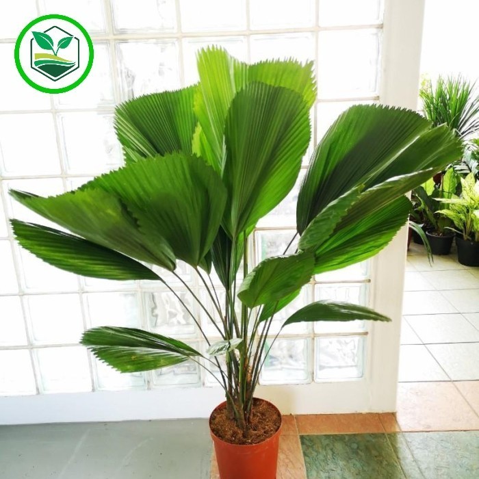 Jual tanaman hias palem kol - pohon palm kol - ukuran 70 cm - 100 cm ...