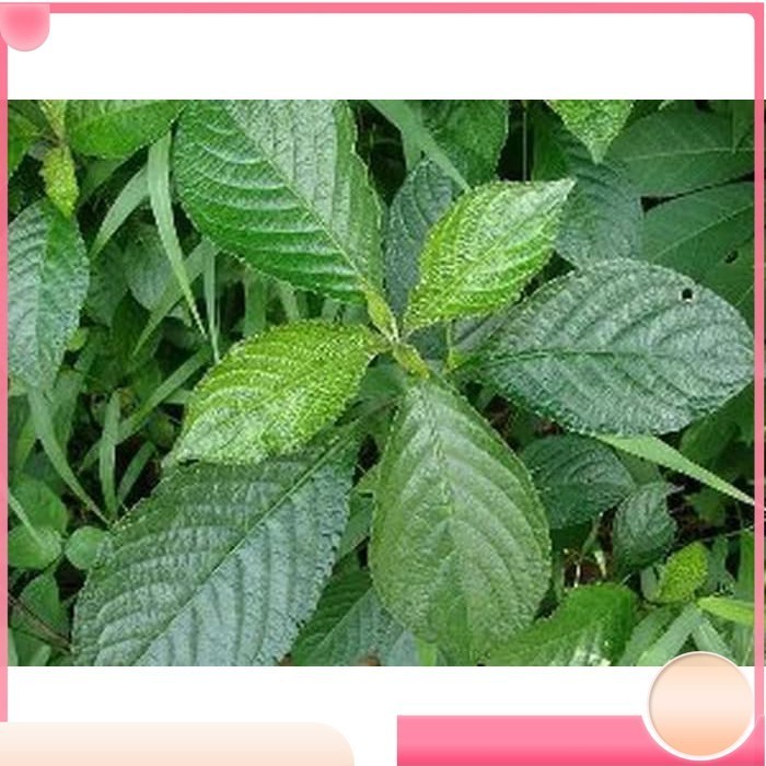 Jual Promo Jual Daun Keji Beling atau Pecah Beling Segar 1 Kg - gratis ...