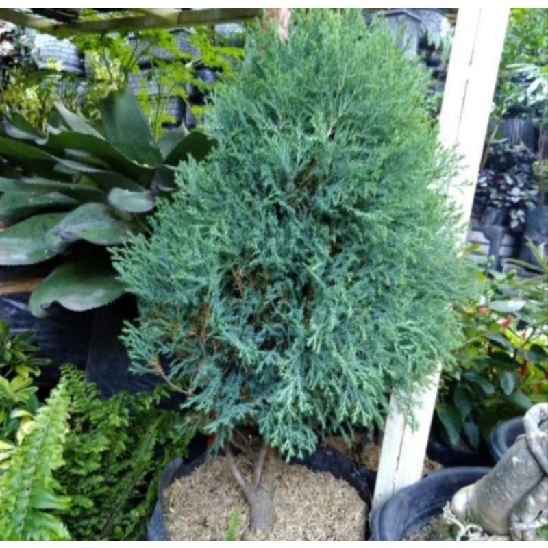 Jual Tanaman Cemara Pentung / Cemara Angin tanaman cemara angin Segar ...