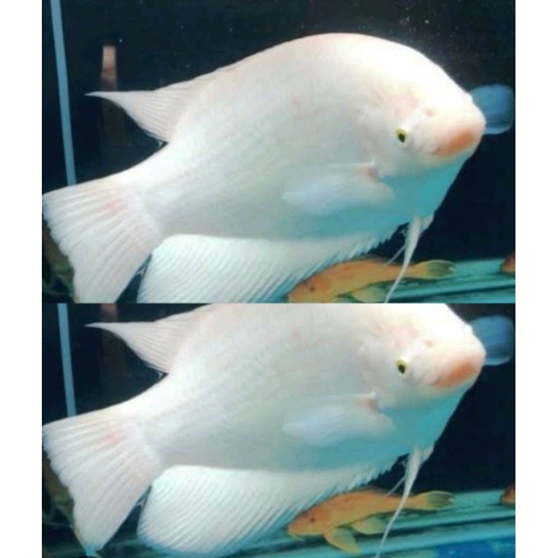 Jual Tankmate aquarium BIBIT GURAMEH size 7-9 cm PADANGATAUALBINO ...