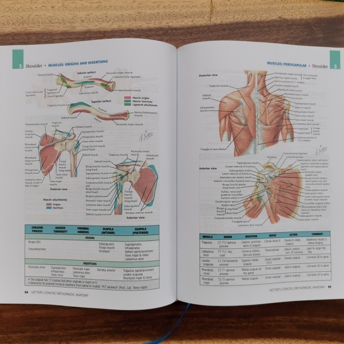 Jual PROMO ~ Buku Kedokteran Netter Concise Orthopedic Anatomy - Isi Hitam Putih | Shopee Indonesia