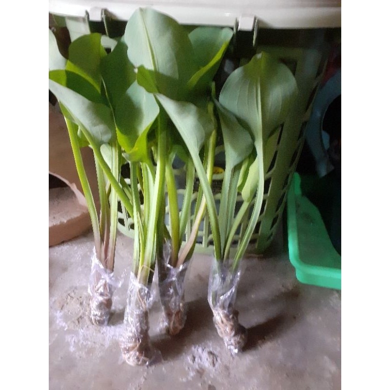 Jual tanaman genjer bibit.gendot 10 pcs | Shopee Indonesia