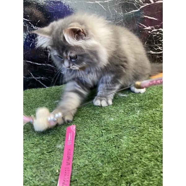 Jual [FREE KERANJANG RIO] anak Kucing BIGBONE kitten kaki pendek bulu ...