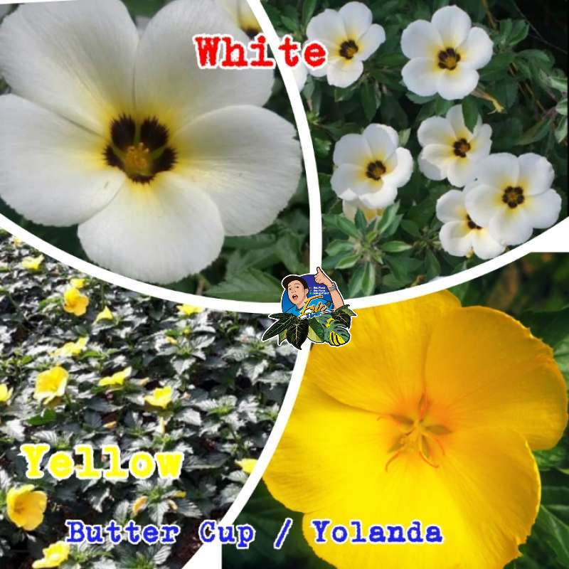 Jual tanaman hias Yolanda - bibit tanaman berbunga - bunga hias pukul 9 ...