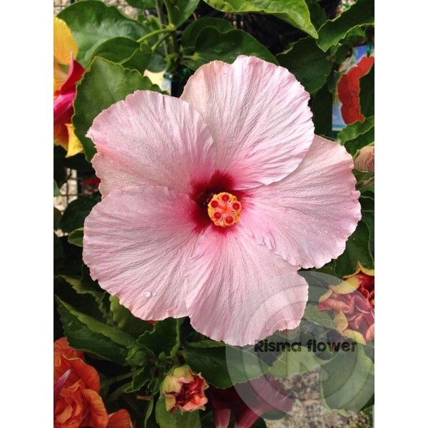 Jual For sale!!Tanaman hias pohon bunga kembang sepatu hibiscus coconut ...