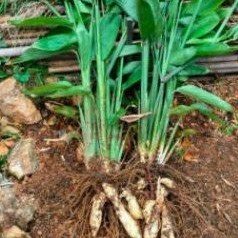 Jual BIBIT TANAMAN UMBI GARUT | Shopee Indonesia