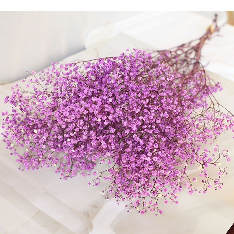 Jual bunga asli baby breath awetan premium | Shopee Indonesia