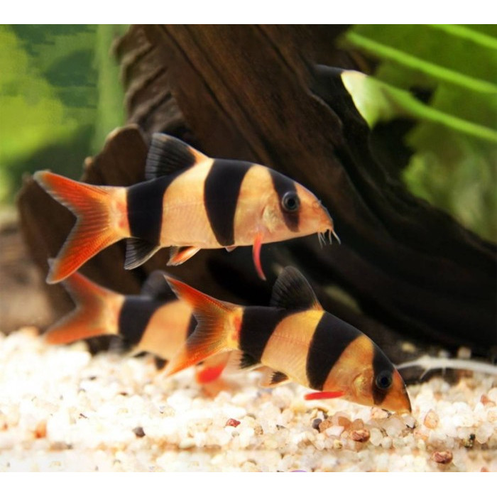 Jual Botia Badut / Clown Loach / Botia Tiger Kalimantan Ikan Hias ...