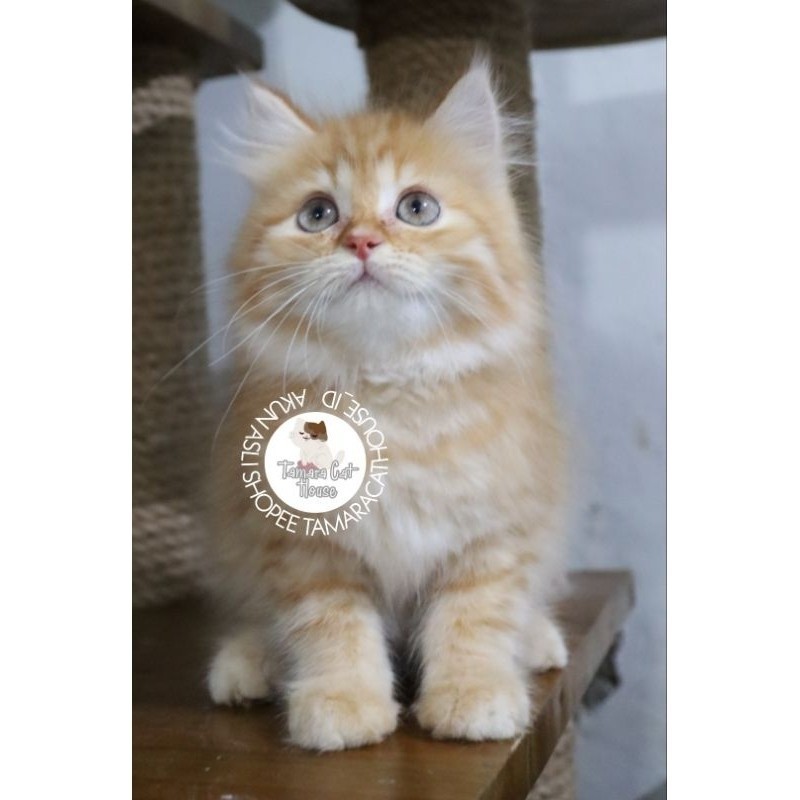 Jual KUCING PERSIA MEDIUM BY TAMARA CAT HOUSE | Shopee Indonesia