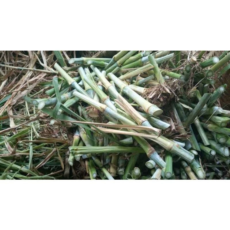 Jual BIBIT NAPIER PAKCHONG RUMPUT PAKCHONG Per 20-25 btg 1kg (30cm ...
