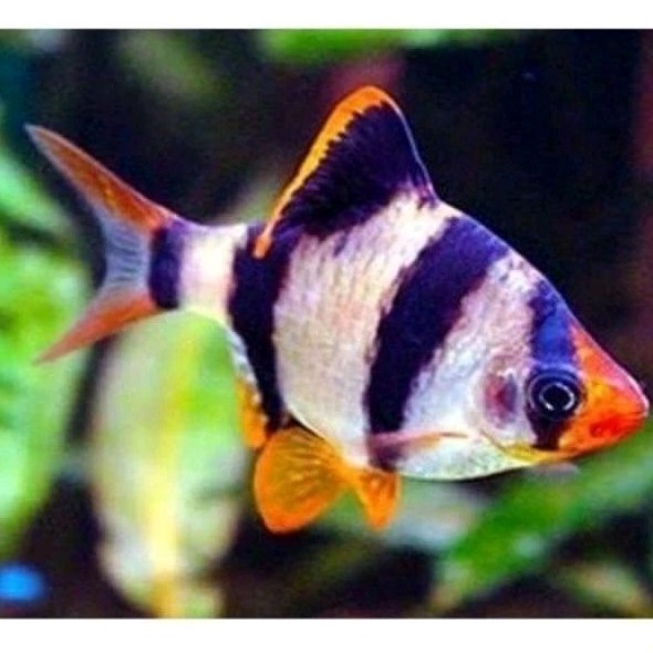 Jual Sumatra tiger NUSA Aquatic | Shopee Indonesia