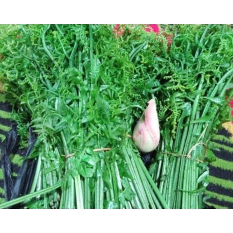 Jual Sayur pakis paku segar 500g | Shopee Indonesia