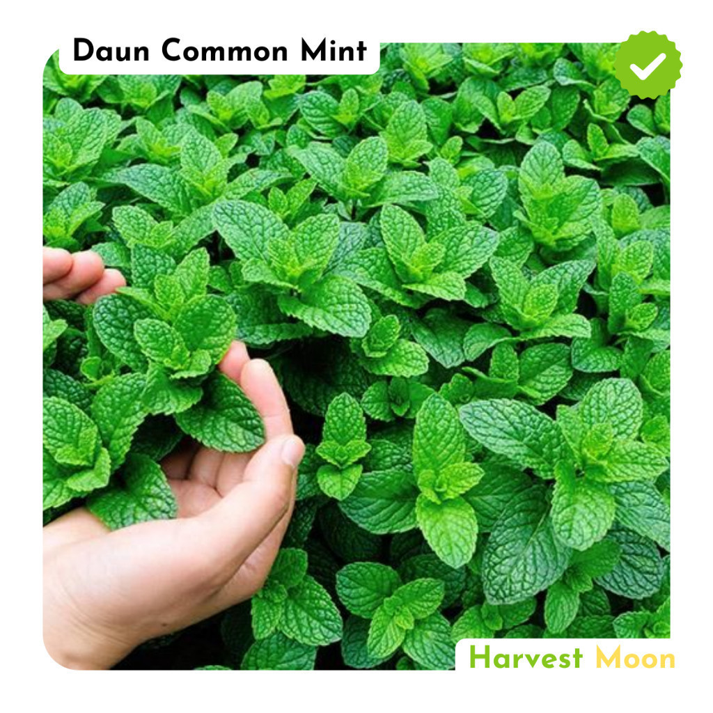 Jual T23 Benih Biji Daun Herbal Mint Peppermint Common Mint Benih Benih ...