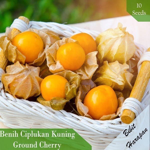 Jual Benih Bibit Biji Buah Black Raspberry Import Benih Unggul isi 10 ...