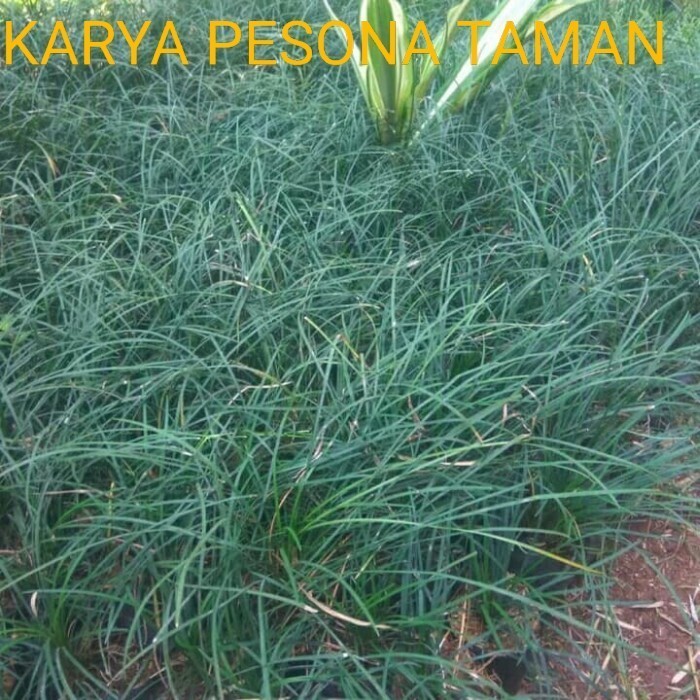 Jual Tanaman Hias Kucai Gondrong Tanaman Kucai gondrong Tanaman Kucai ...