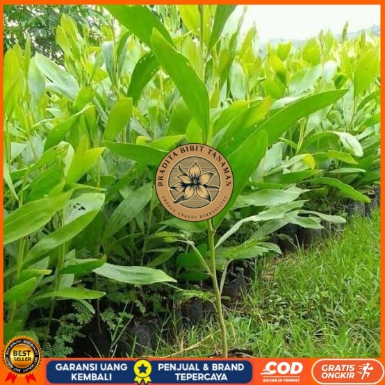 Jual Bibit Pohon Akasia Mangium Genjah Siap Tanam | Bibit Akasia Unggul ...