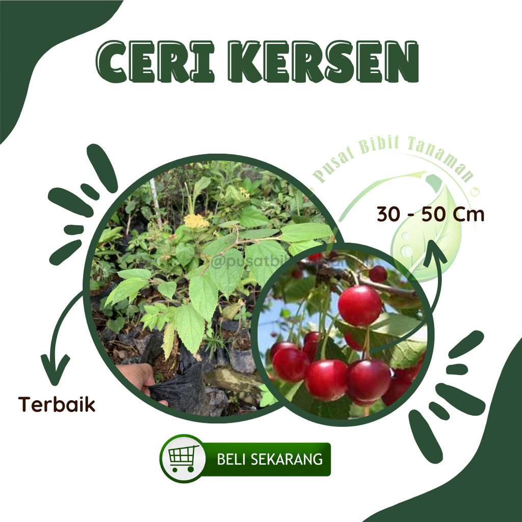 Jual bibit tanaman seri kersen tanaman buah unik | Shopee Indonesia