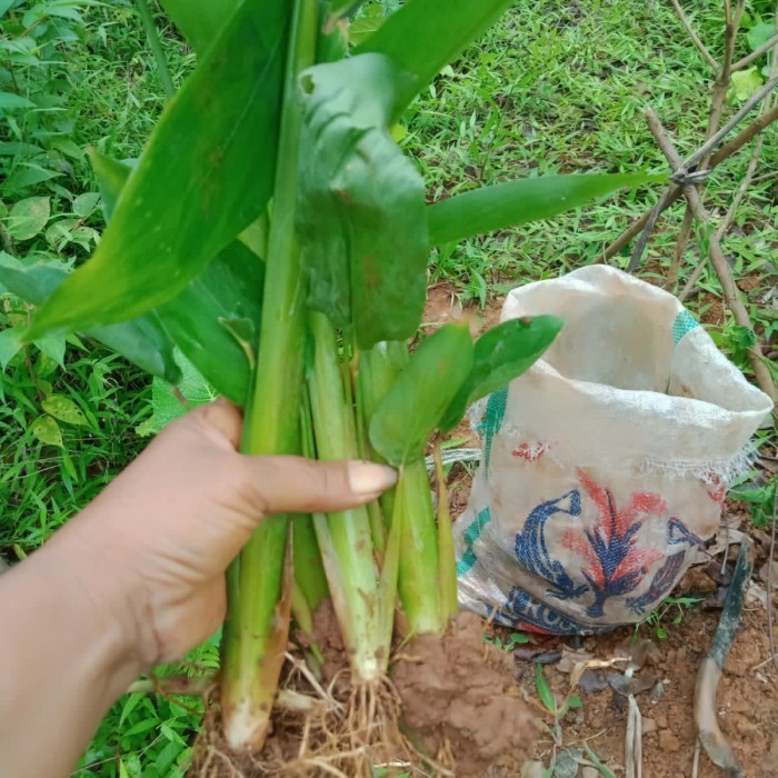 Jual Bibit tanaman umbi garut | Shopee Indonesia