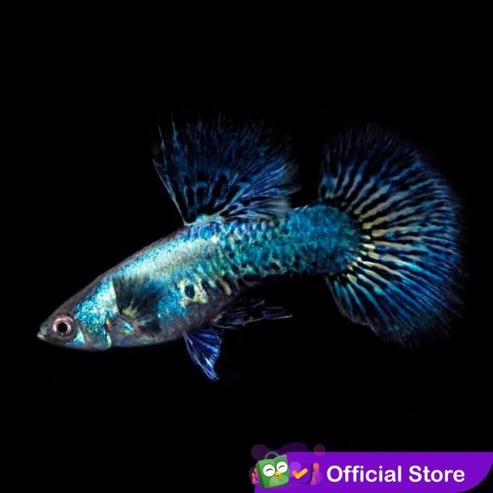 Jual Guppy Blue Dragon / Ikan Hias Air Tawar Aquascape | Shopee Indonesia