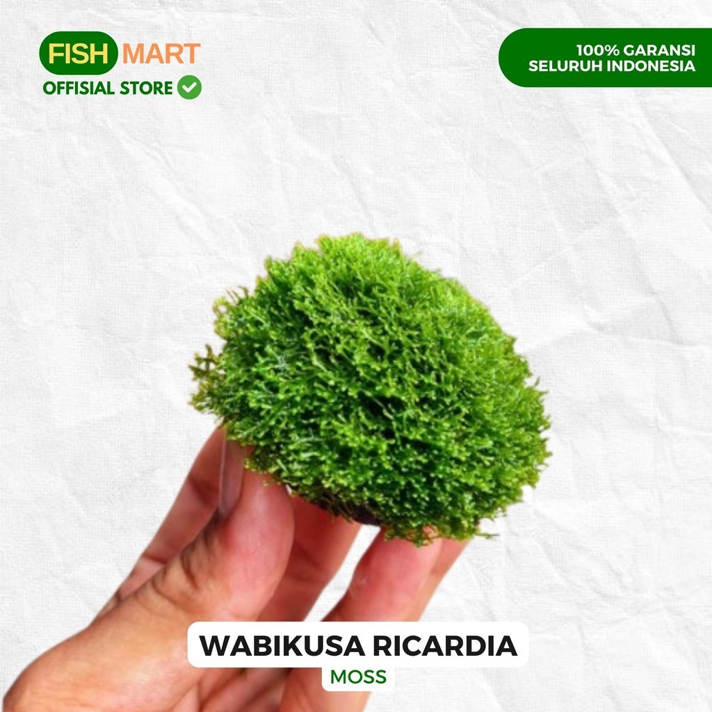 Jual Moss Ricardia Media Wabikusa Tanaman Tumbuhan Aquascape Aquarium ...