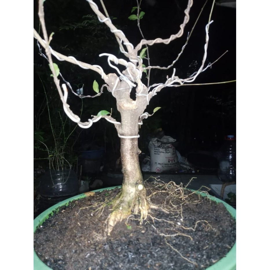 Jual bonsai prospek pohon anting putri formal natural akar keliling ...