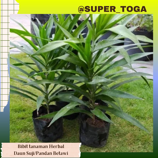 Jual Tanaman daun Suji (Pleomele angustifolia) bahan pewarna makanan ...