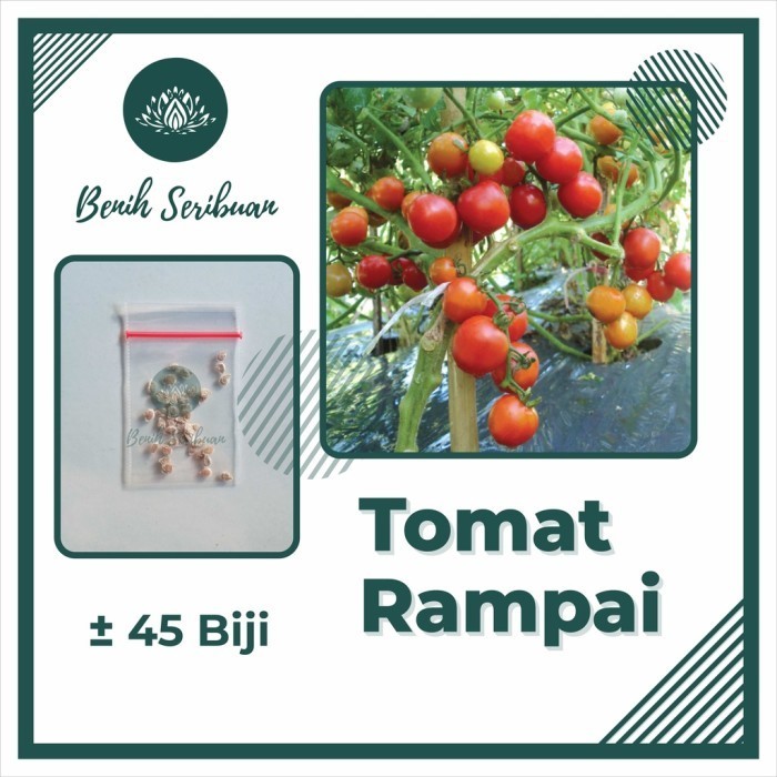 Jual 45 Benih Tomat Ceri Rampai Bibit Sayuran Rempai Buah Kecil Sayur ...