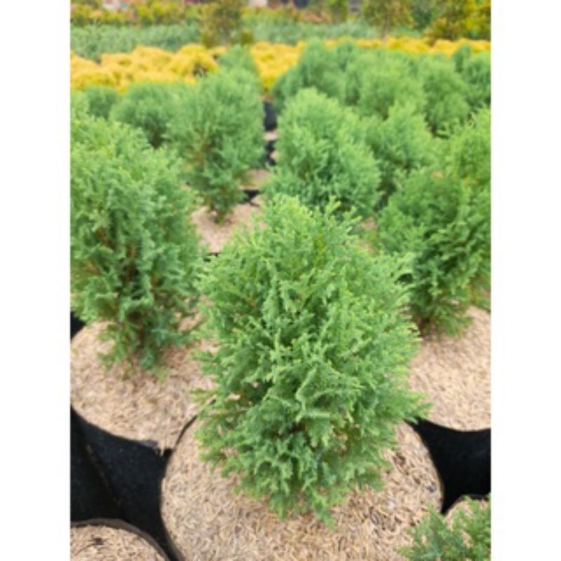 Jual Tanaman Hias Cemara Angin - Cemara Pentung | Shopee Indonesia