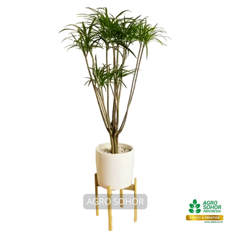 Jual Tanaman Hias Java Drago by Agro Sohor | Shopee Indonesia